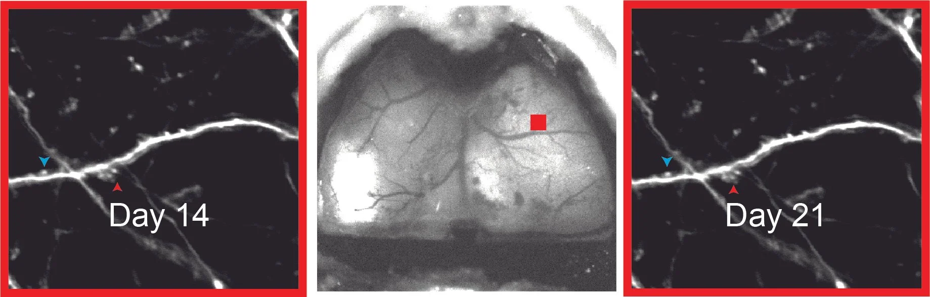 See-shell — Objective Biotechnology