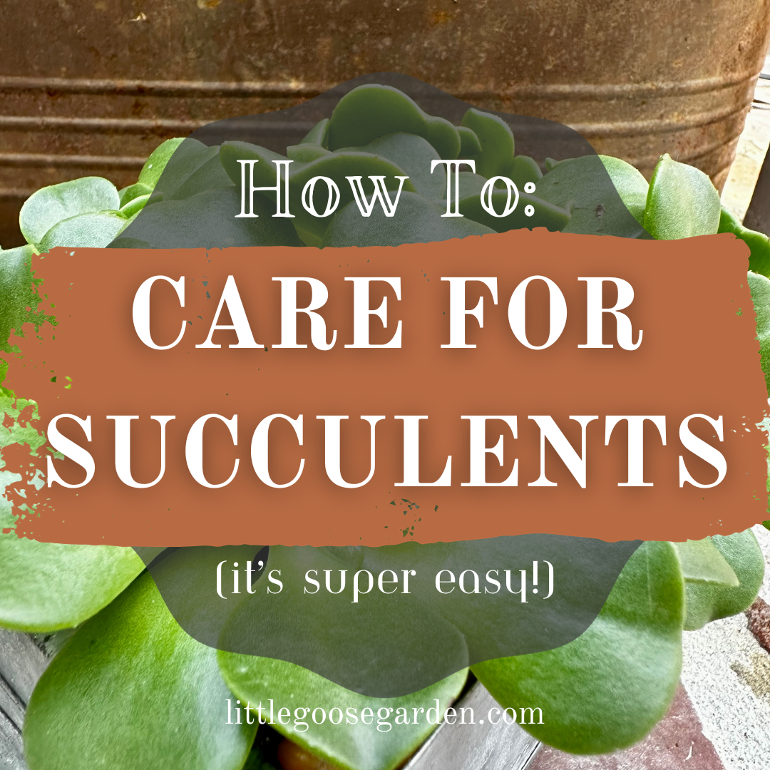 How to: Care for Succulents — Little Goose Garden