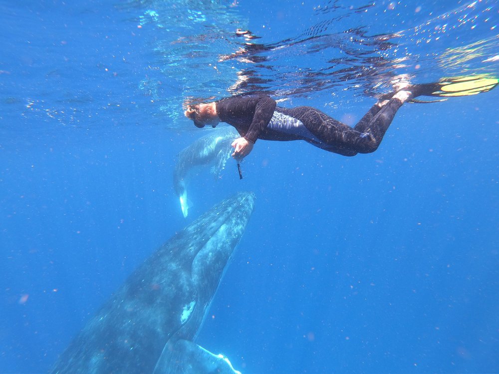 Whales & Other Activities — Sea Change Eco Retreat