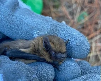 Bat Mitigation for Site Development — Nurture Ecology