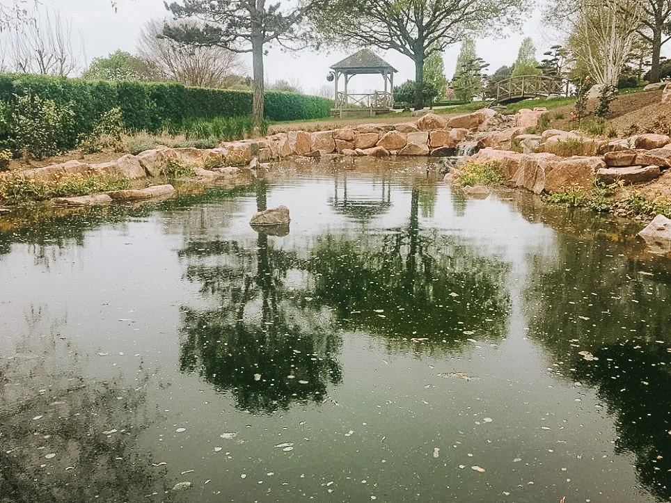 Wildlife Pond and Waterfall - Daisy Hill — Nurture Ecology