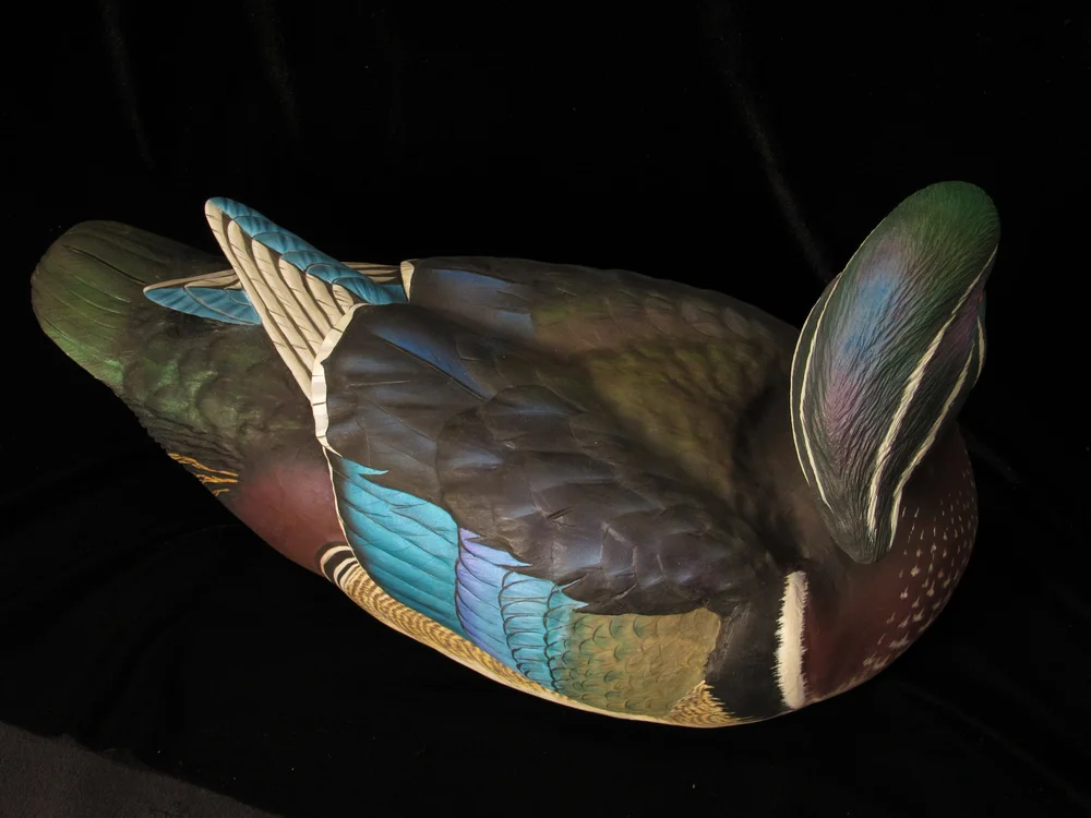 Wood Duck — Birds in Wood
