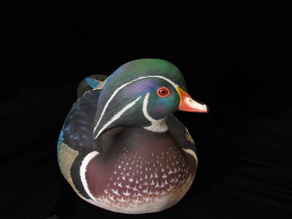 Wood Duck — Birds in Wood