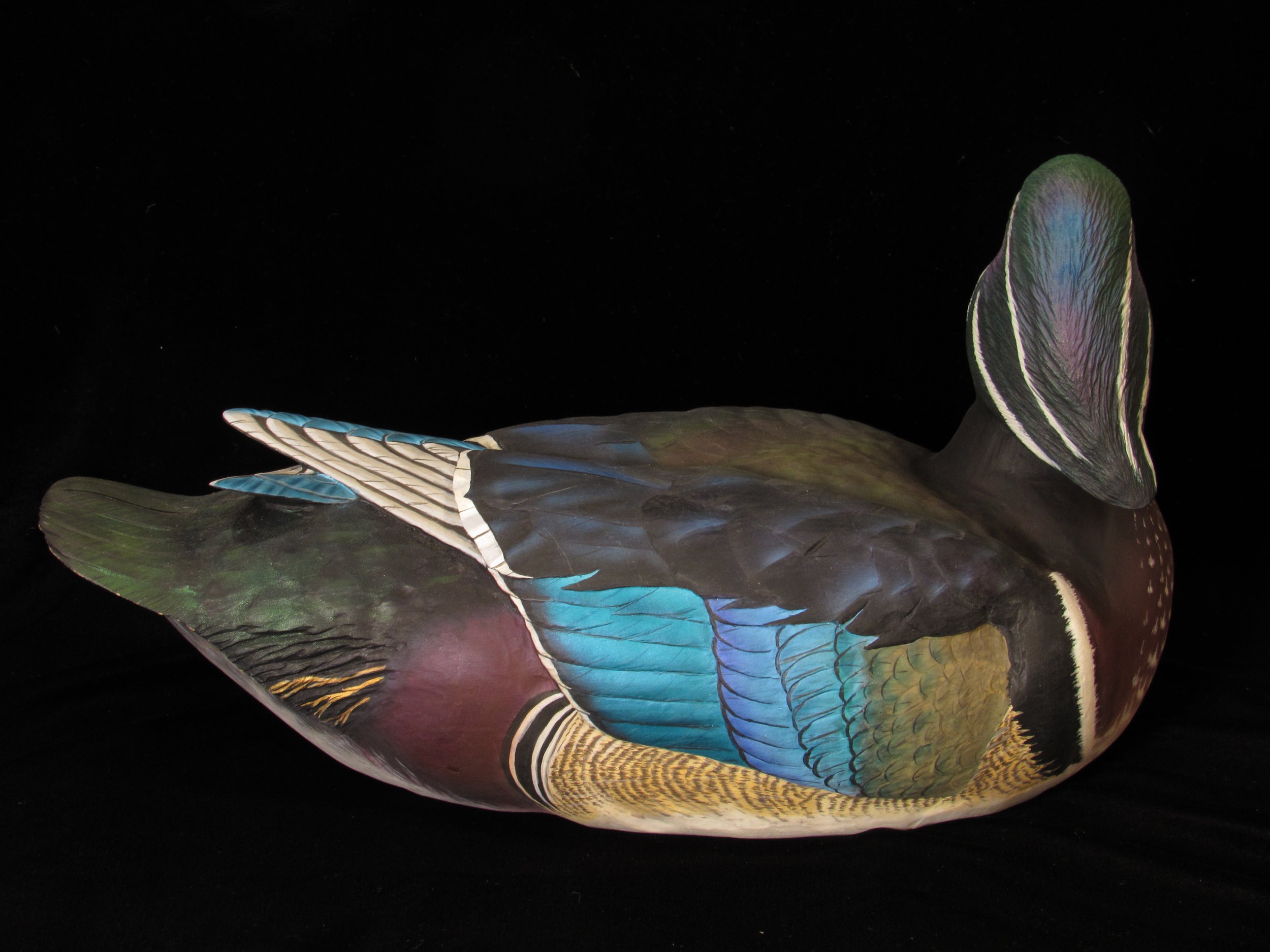 Wood Duck — Birds in Wood