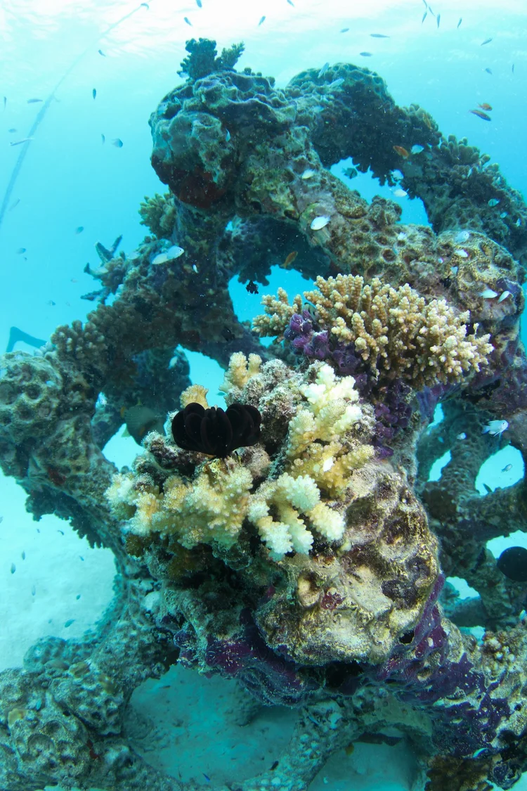 REEF DESIGN LAB | Artificial Reefs & Marine Infrastructure Solutions