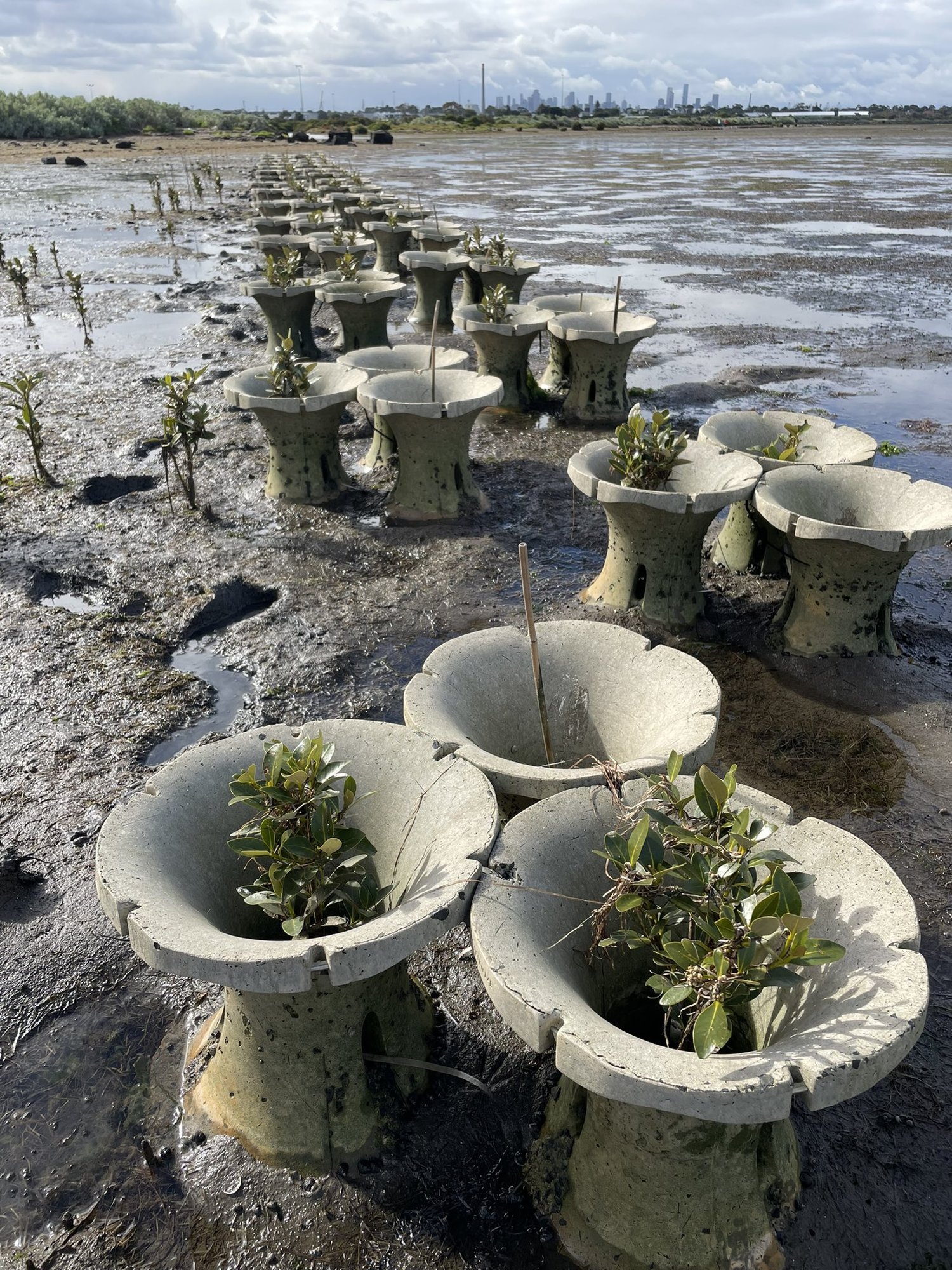Mangrove Planters for Coastal Defence | REEF DESIGN LAB
