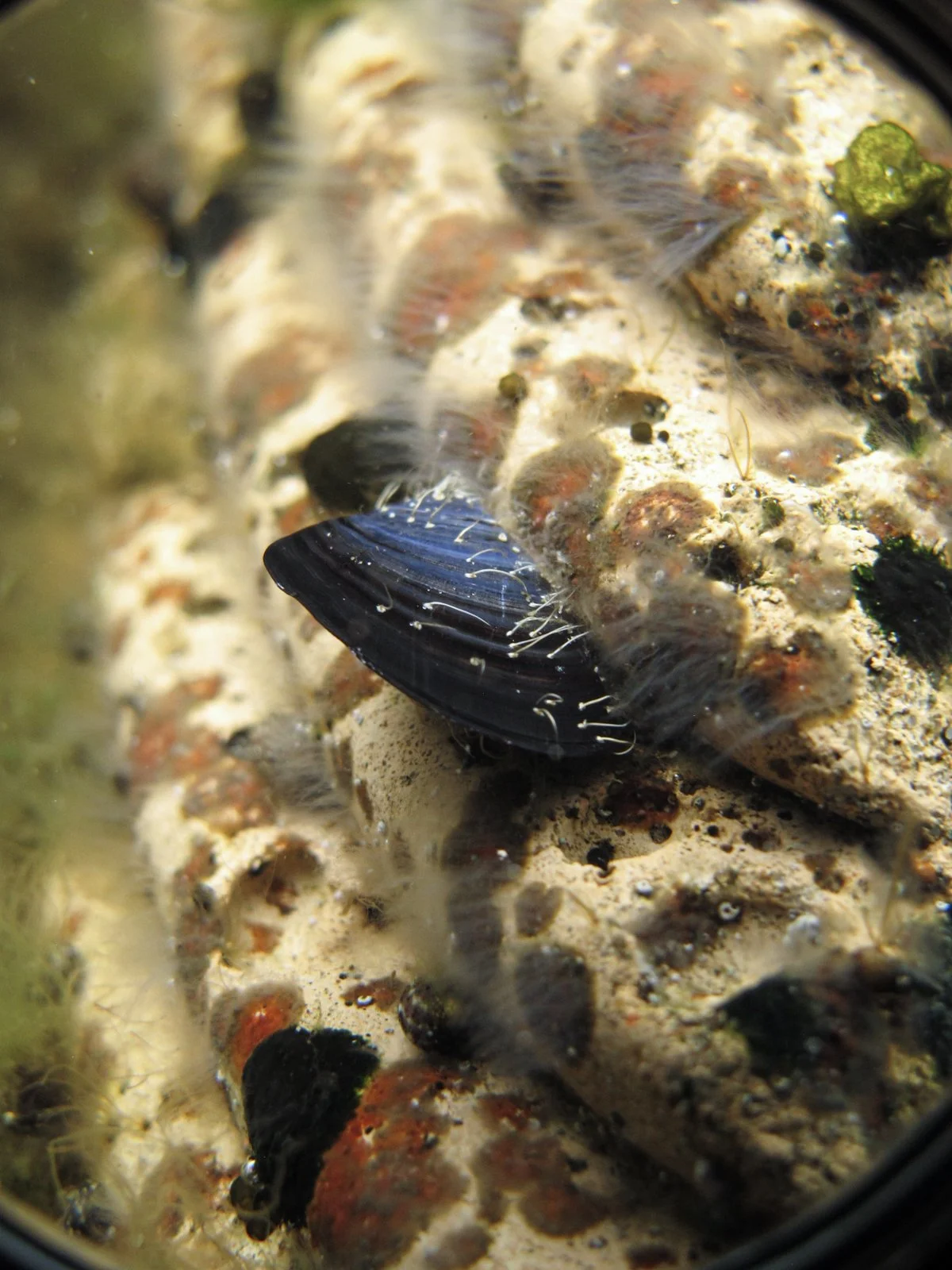 Erosion Mitigation Units (EMU) | REEF DESIGN LAB