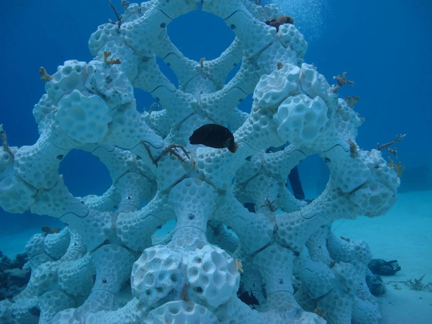 Modular Artificial Reef Structure (MARS) | REEF DESIGN LAB