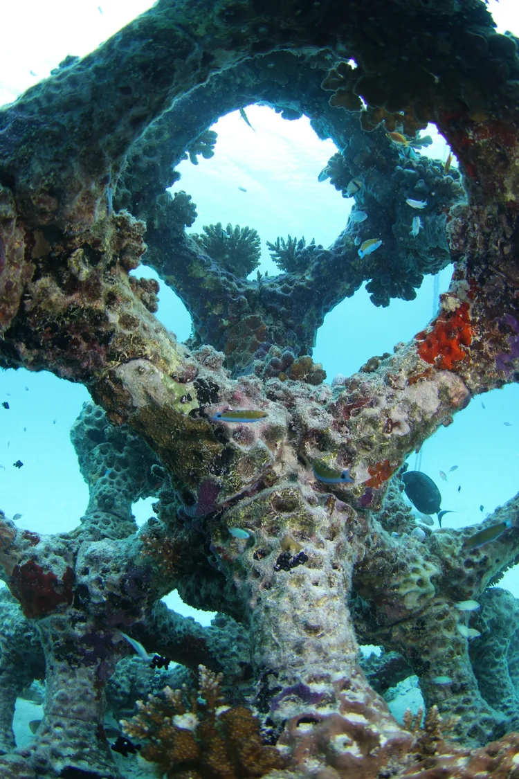 REEF DESIGN LAB | Artificial Reefs & Marine Infrastructure Solutions