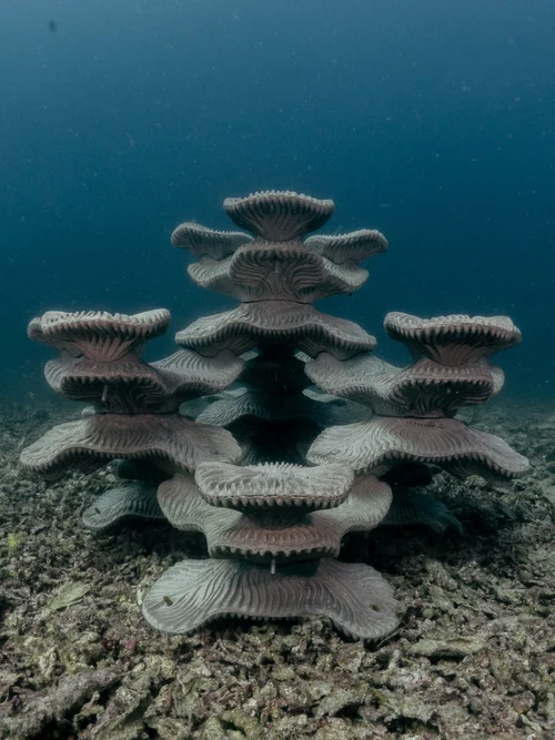 Modular Artificial Reef Structure II (MARS II) | REEF DESIGN LAB