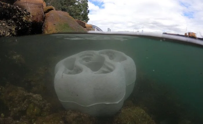 Living Seawalls | REEF DESIGN LAB