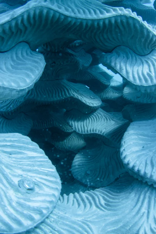 Modular Artificial Reef Structure II (MARS II) | REEF DESIGN LAB