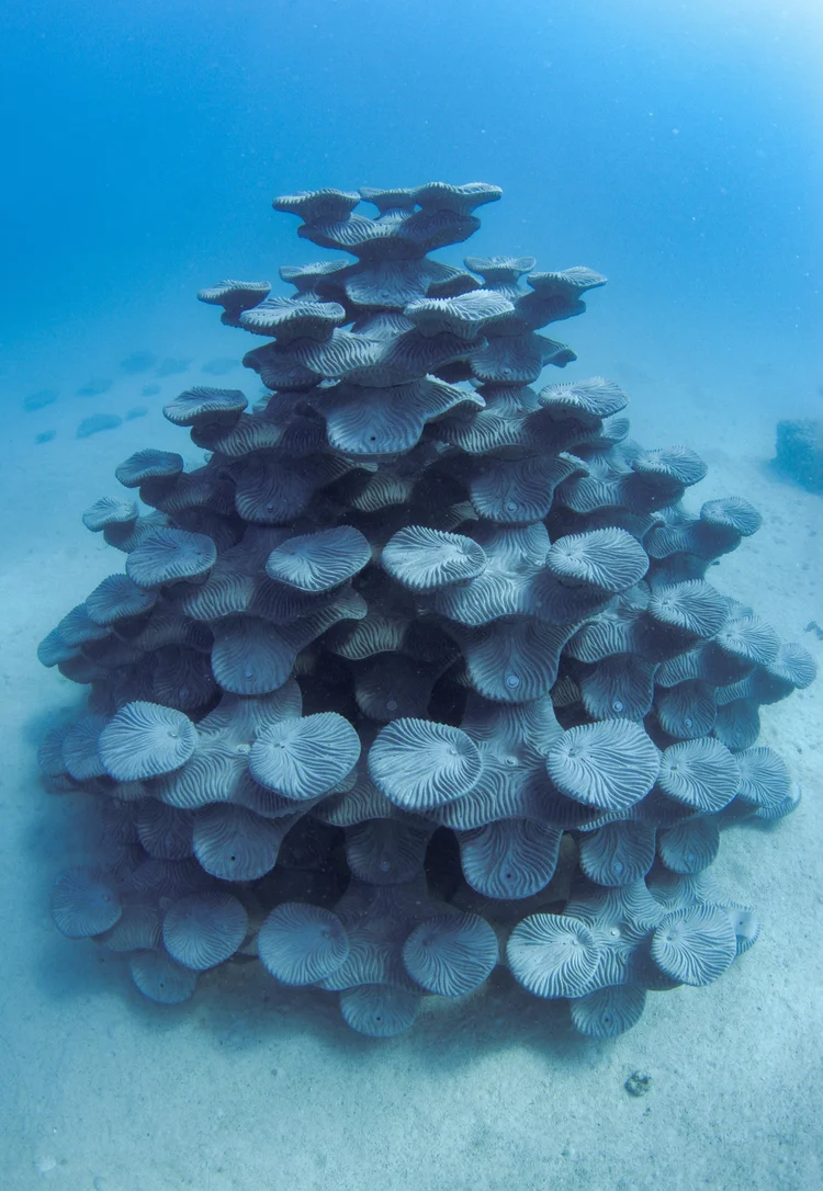 REEF DESIGN LAB | Artificial Reefs & Marine Infrastructure Solutions