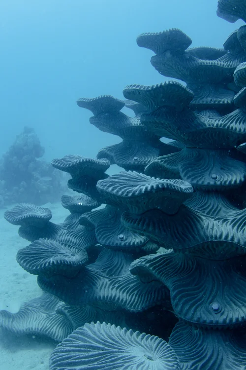 Modular Artificial Reef Structure II (MARS II) | REEF DESIGN LAB