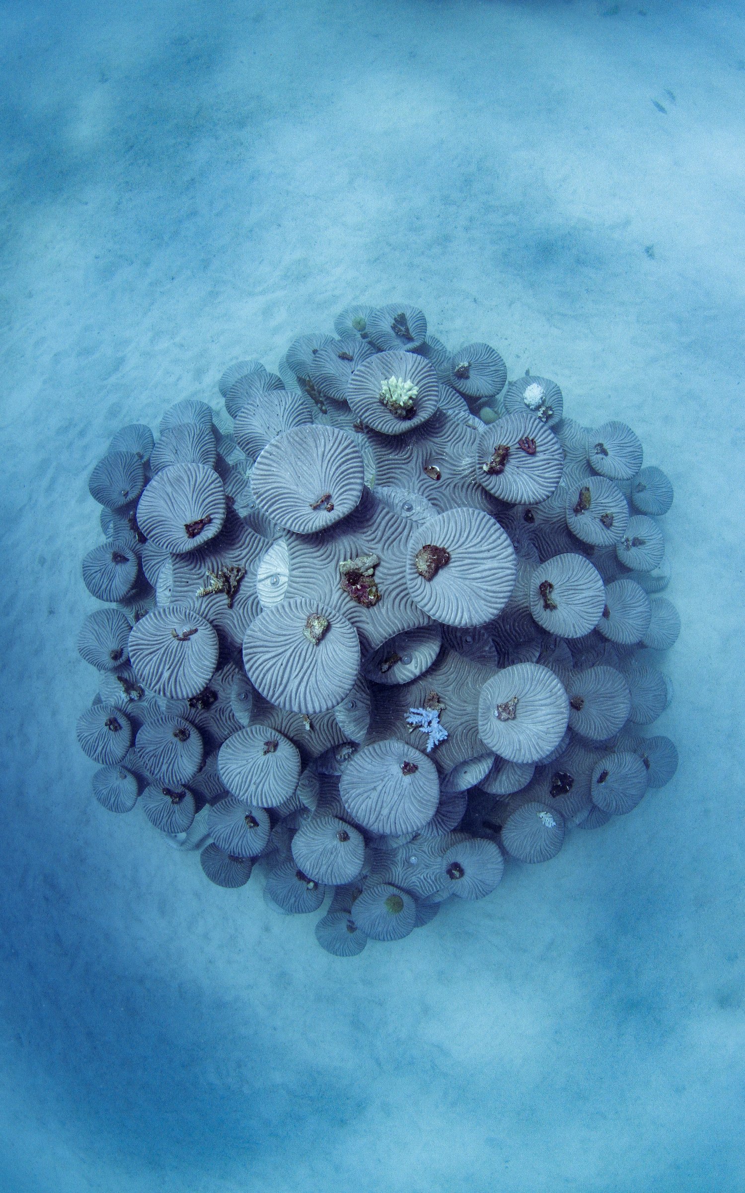 Modular Artificial Reef Structure II (MARS II) | REEF DESIGN LAB