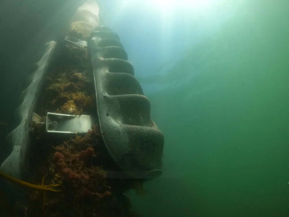 Living Seawalls | REEF DESIGN LAB