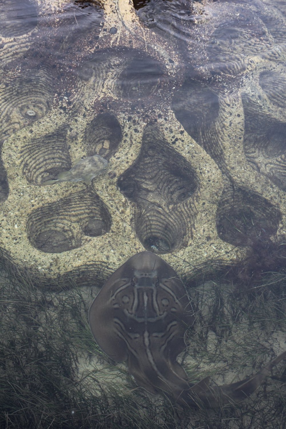 Erosion Mitigation Units (EMU) | REEF DESIGN LAB