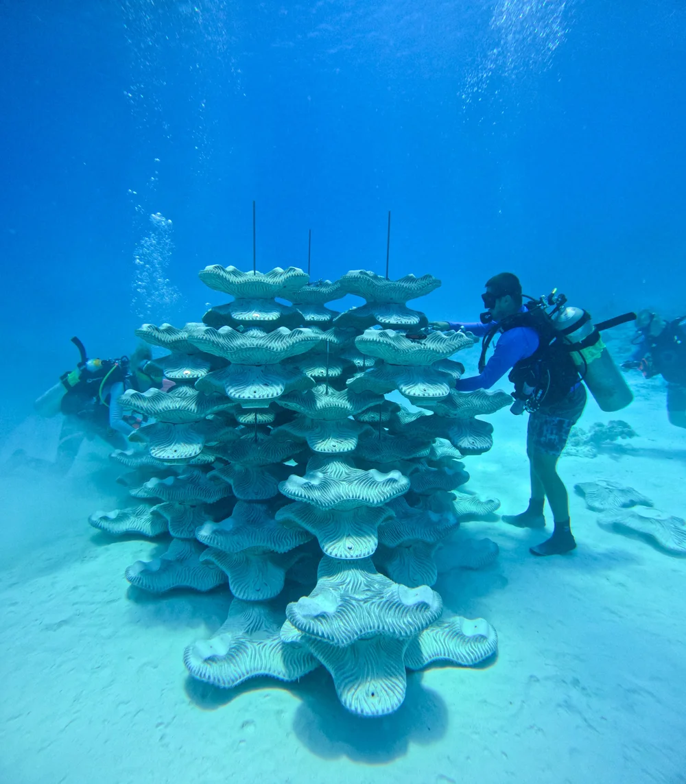 Modular Artificial Reef Structure II (MARS II) | REEF DESIGN LAB