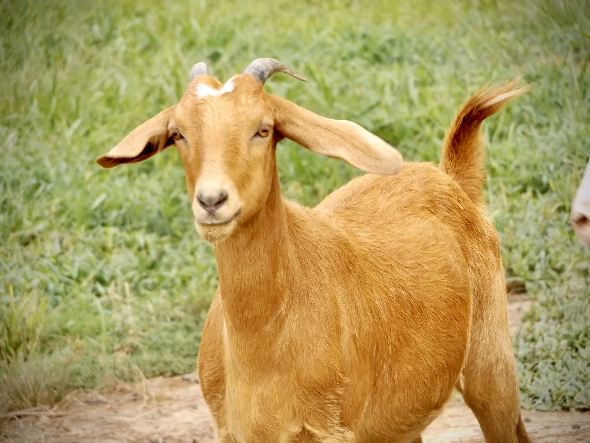 About — Muse 3 Farm