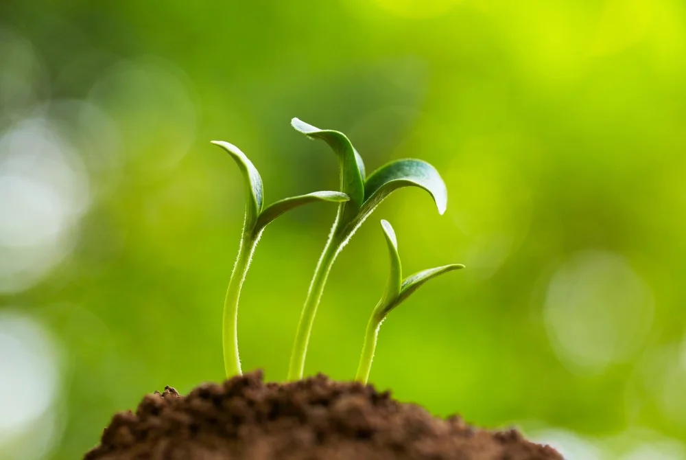 Growing Together — New Beginnings Church Calgary