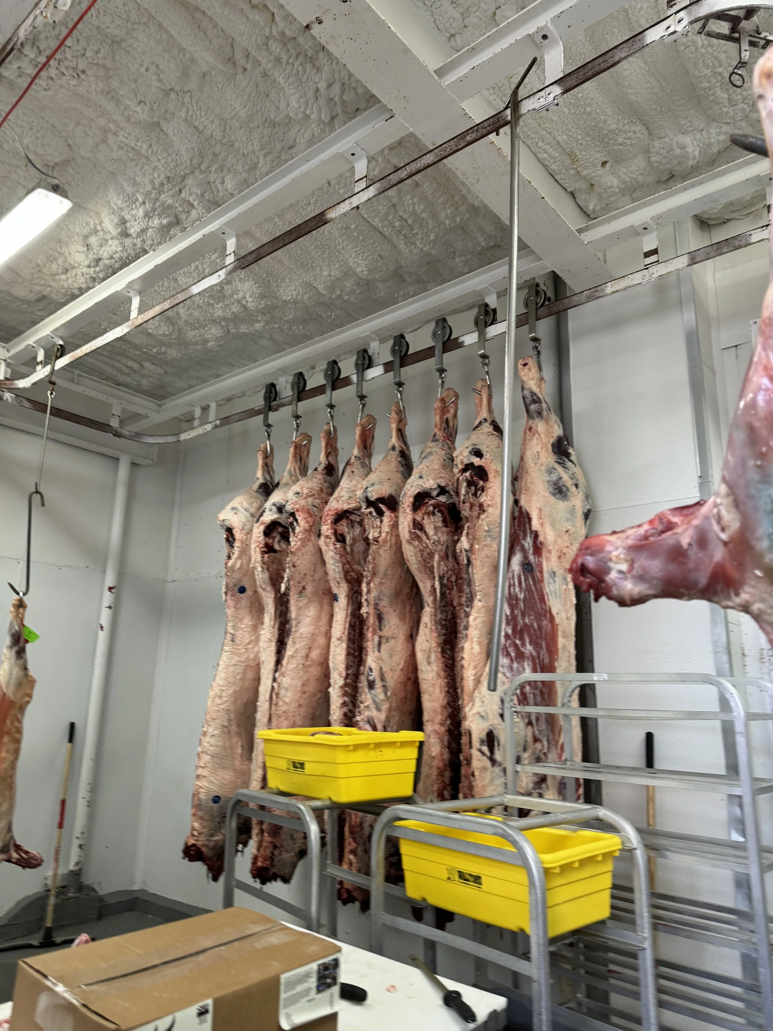 Beef Shares | Windmill Mountain Ranch