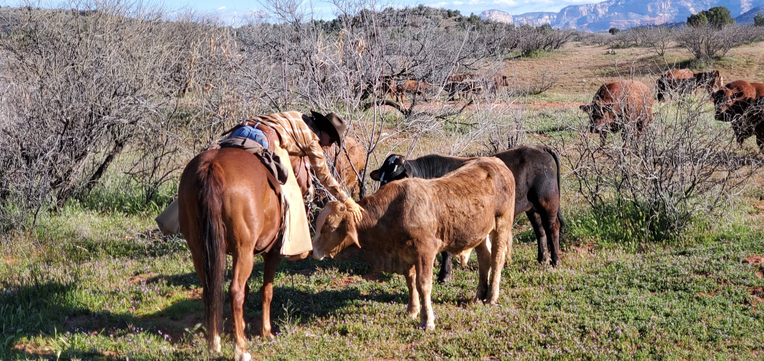 Windmill Mountain Ranch | Sedona, Arizona | 14 Day Dry Aged Steaks