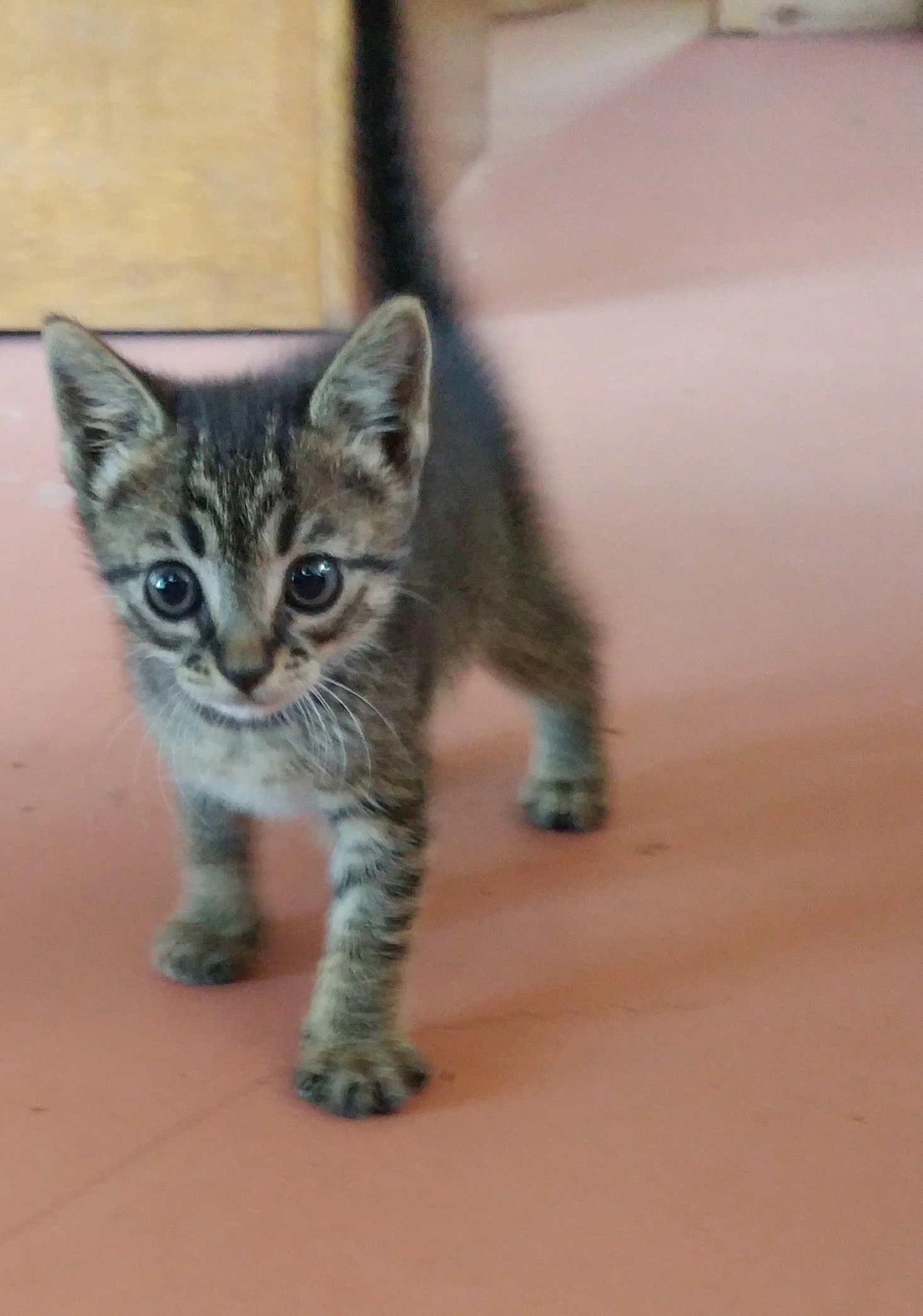 About — Coastal Cat Foundation