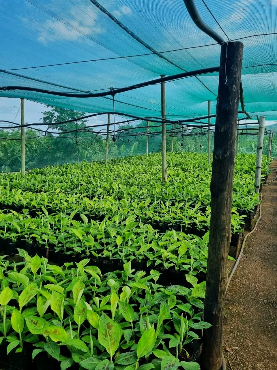 About 1 — Nisela Farms Eswatini