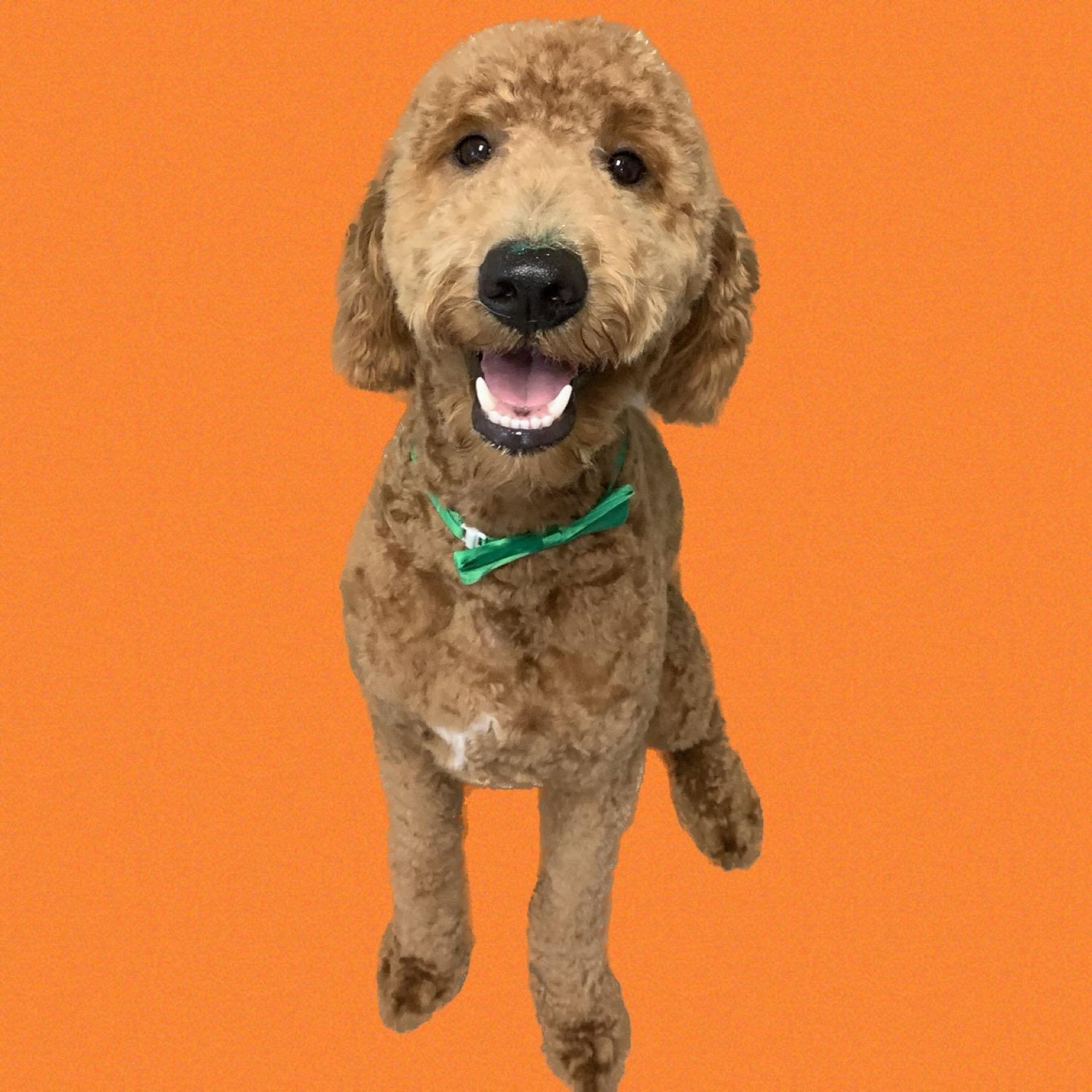 All The Dogs Grooming