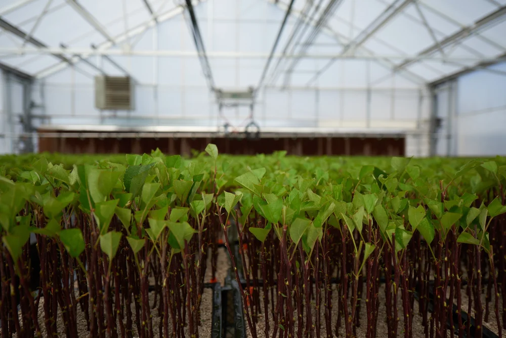 Apple, Pear, and Hazelnut Rootstocks — TRECO®