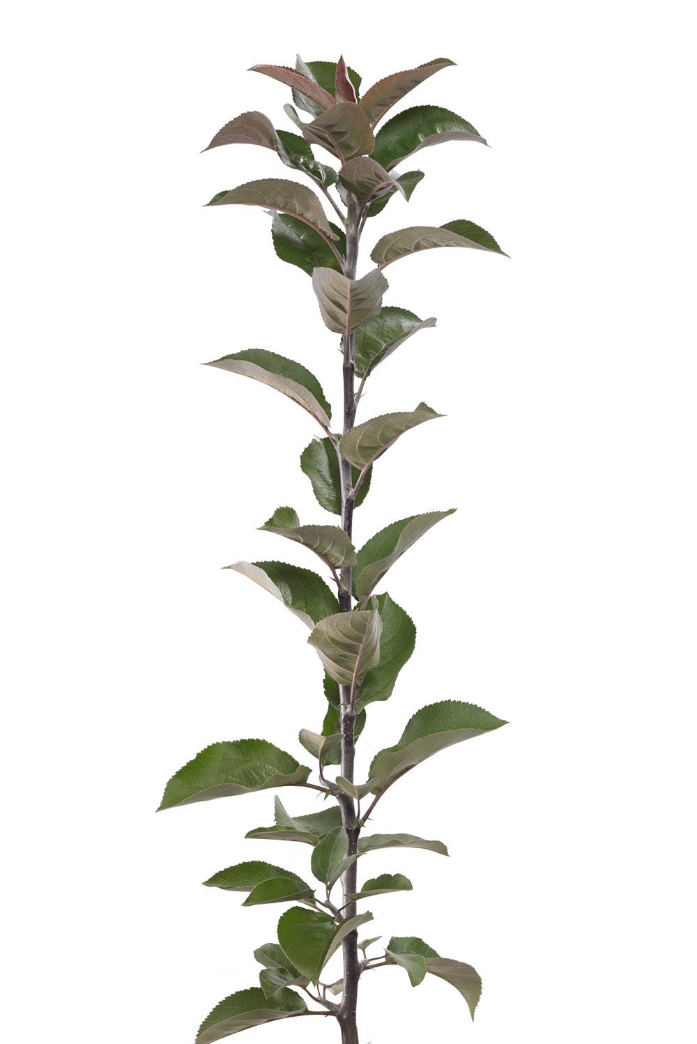Apple Rootstocks — TRECO®