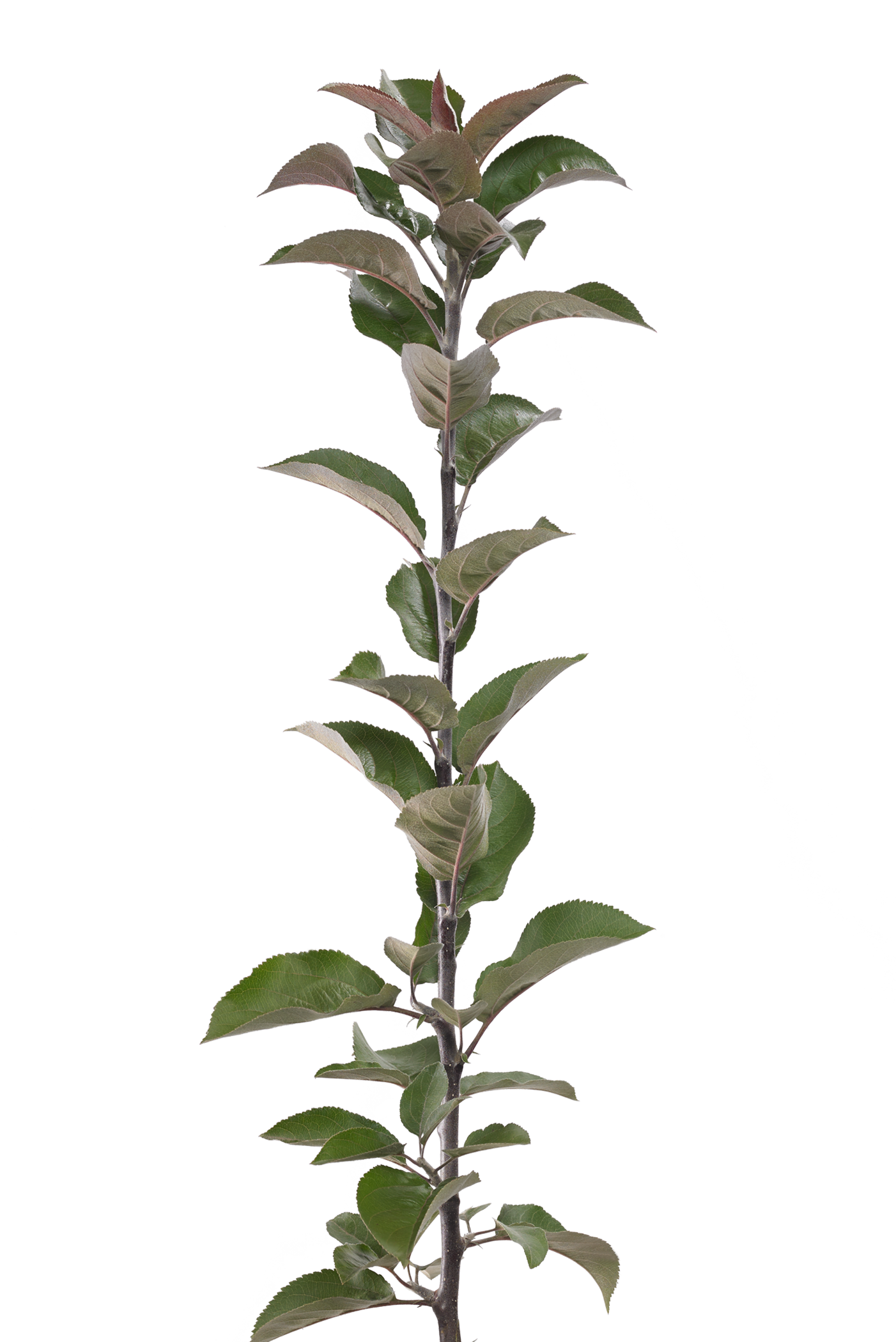Apple Rootstocks — TRECO®