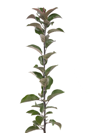 Apple Rootstocks — TRECO®