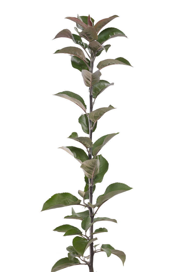 Apple Rootstocks — TRECO®