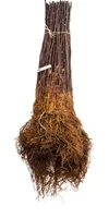 Apple Rootstocks — TRECO®