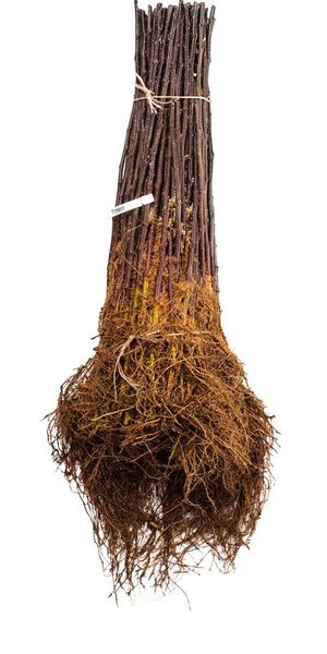 Apple Rootstocks — TRECO®