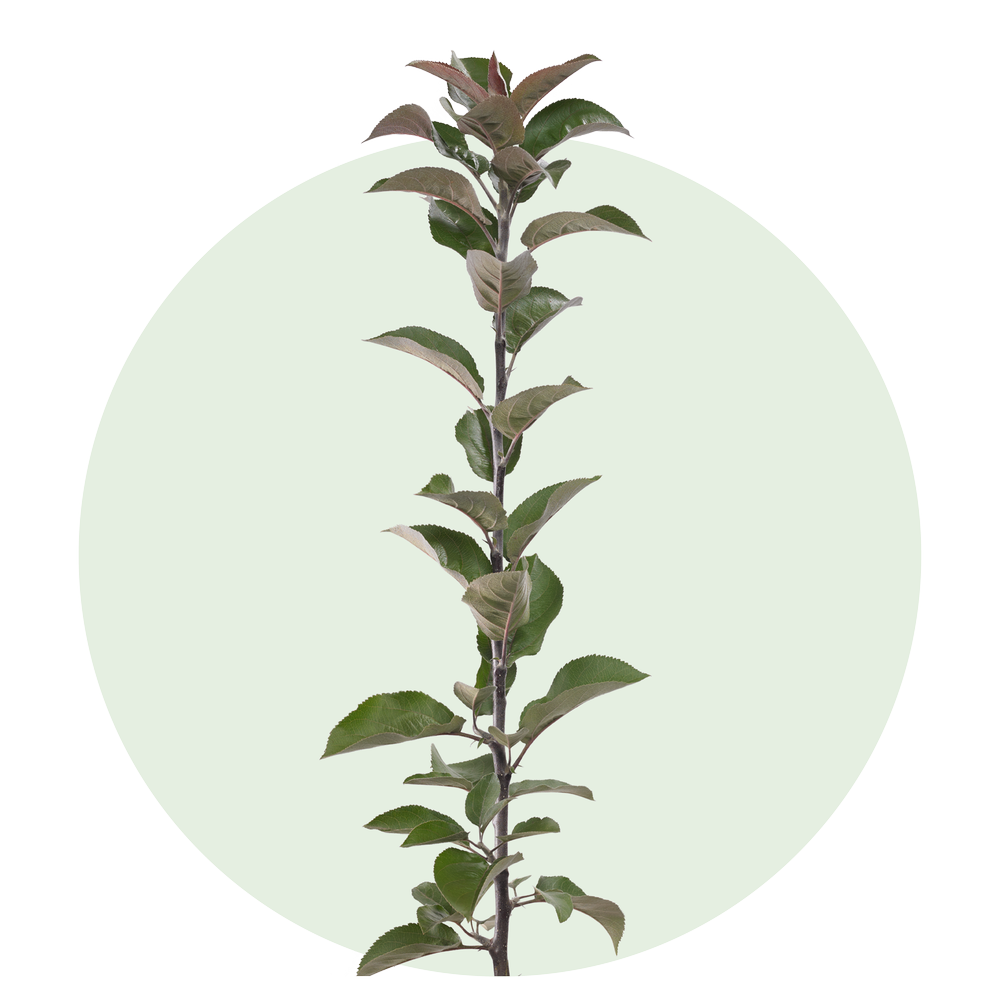 Apple Rootstocks — TRECO®