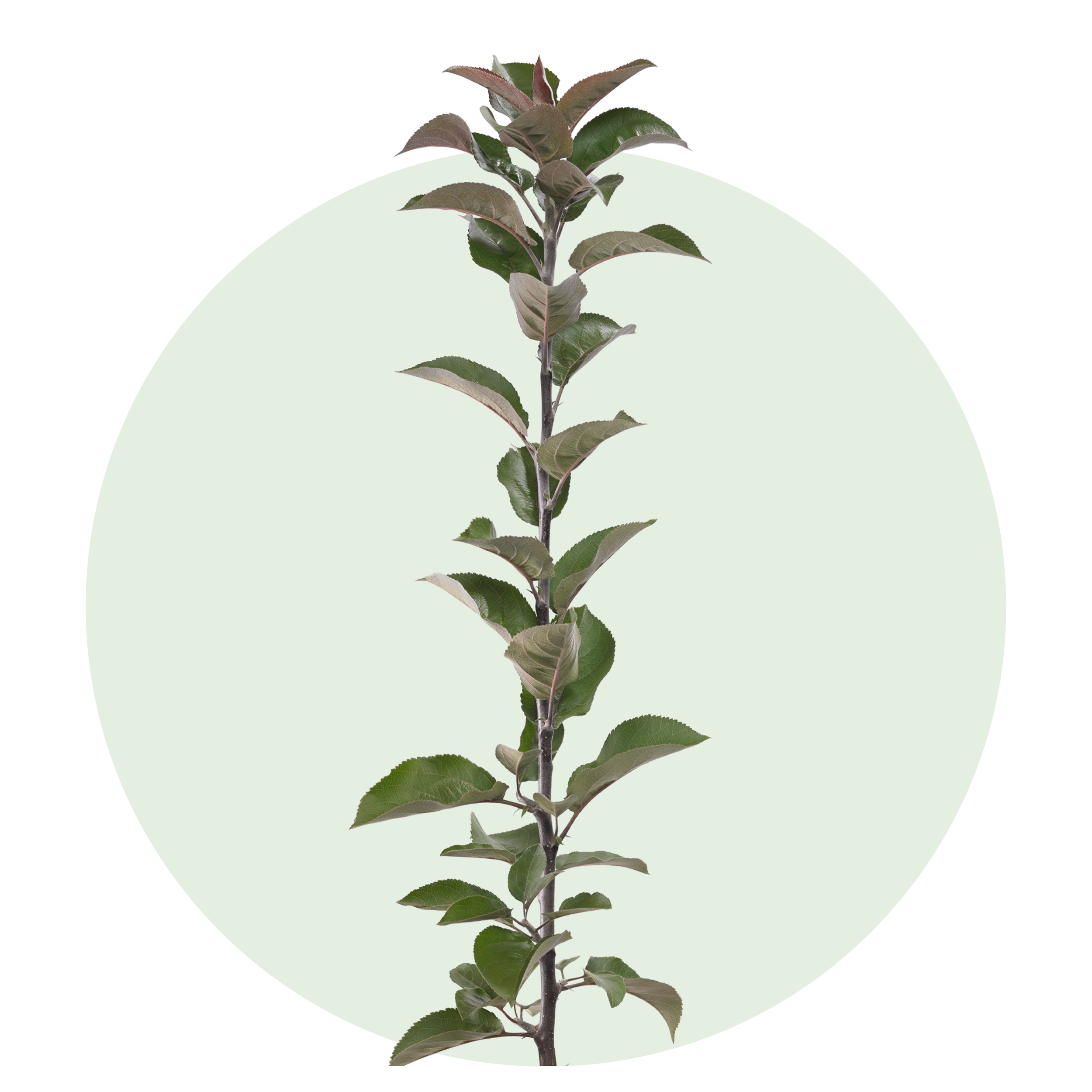 Apple Rootstocks — TRECO®