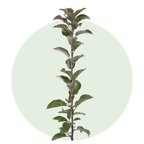 Apple Rootstocks — TRECO®