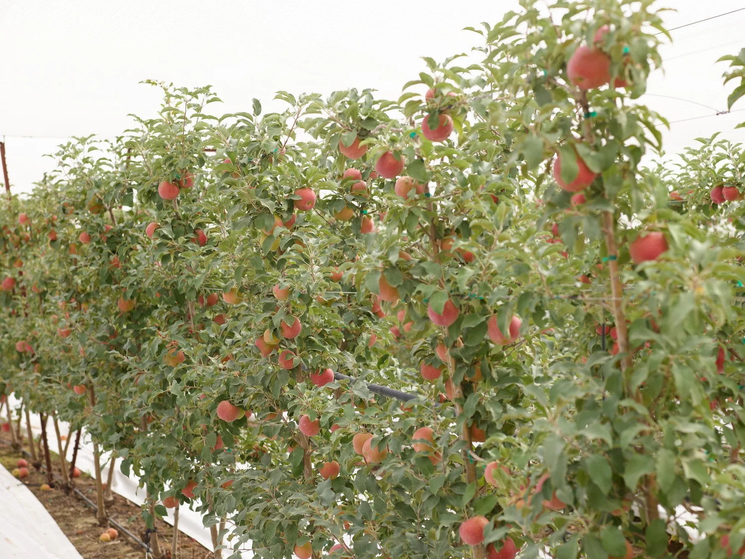 Apple Pricing — TRECO®