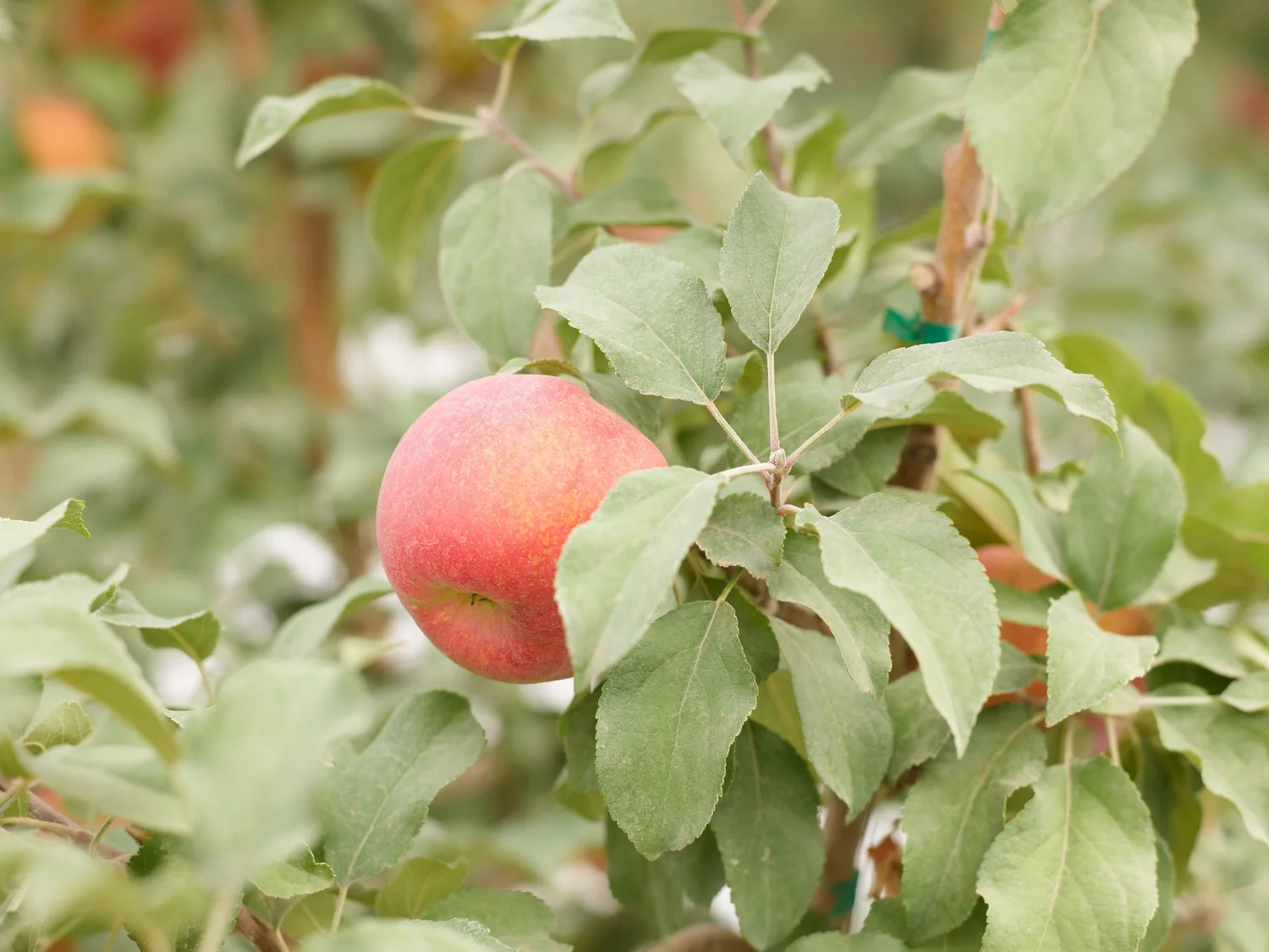 Apple Inventory — TRECO®
