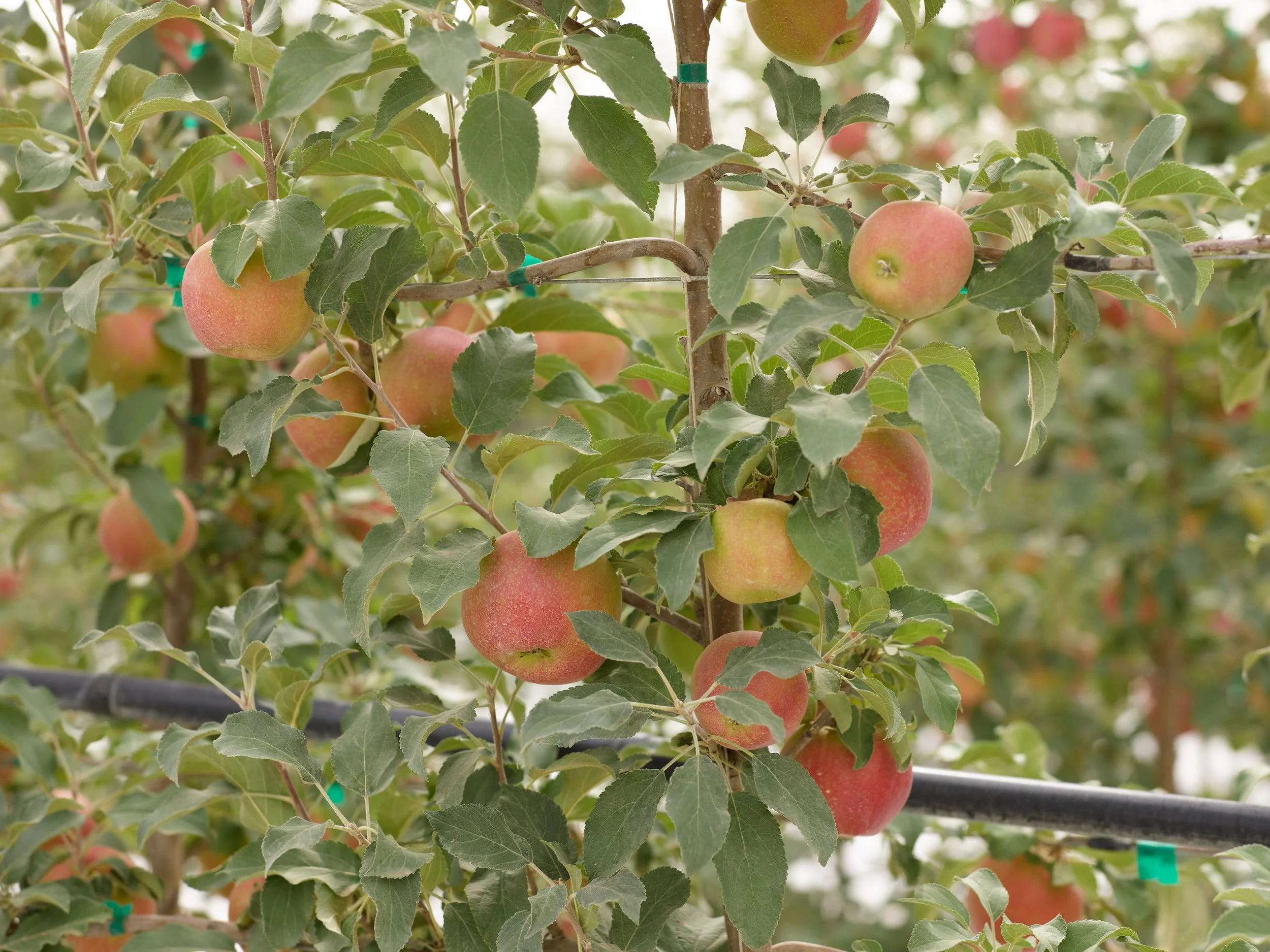 Apple Rootstocks — TRECO®