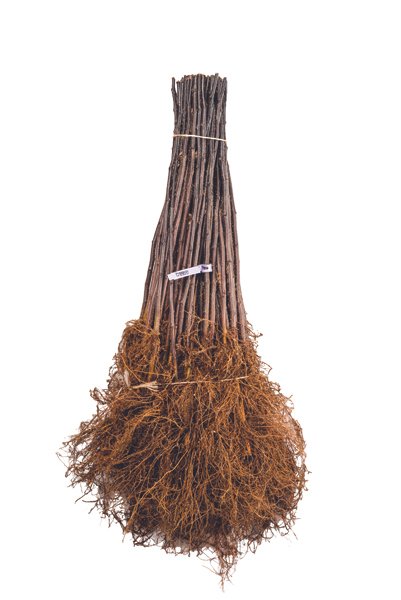 Apple Rootstocks — TRECO®