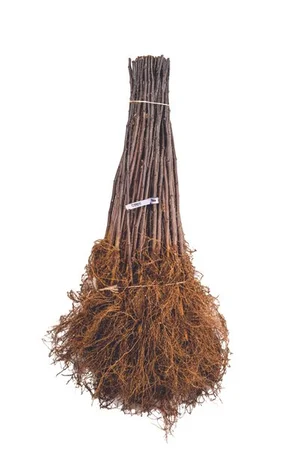 Apple Rootstocks — TRECO®