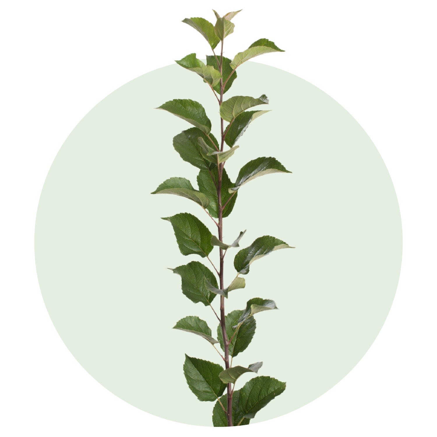 Apple Rootstocks — TRECO®