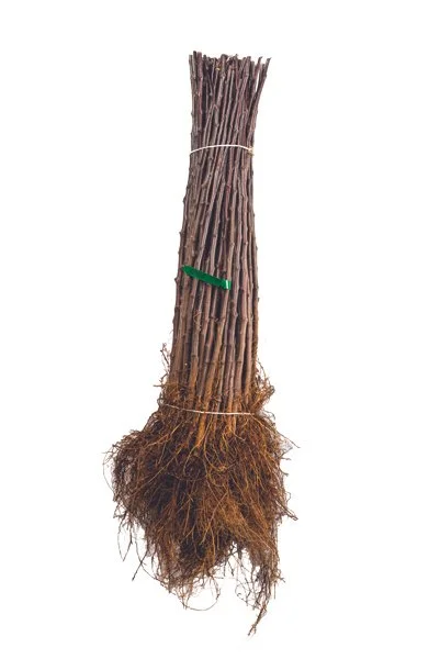 Apple Rootstocks — TRECO®