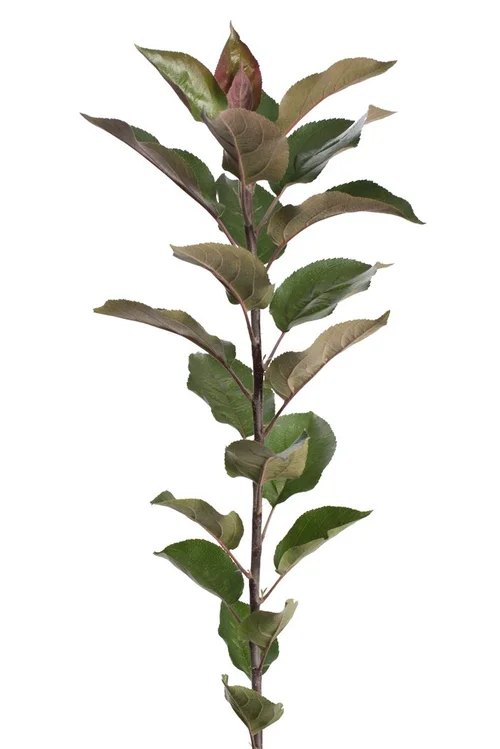 Apple Rootstocks — TRECO®