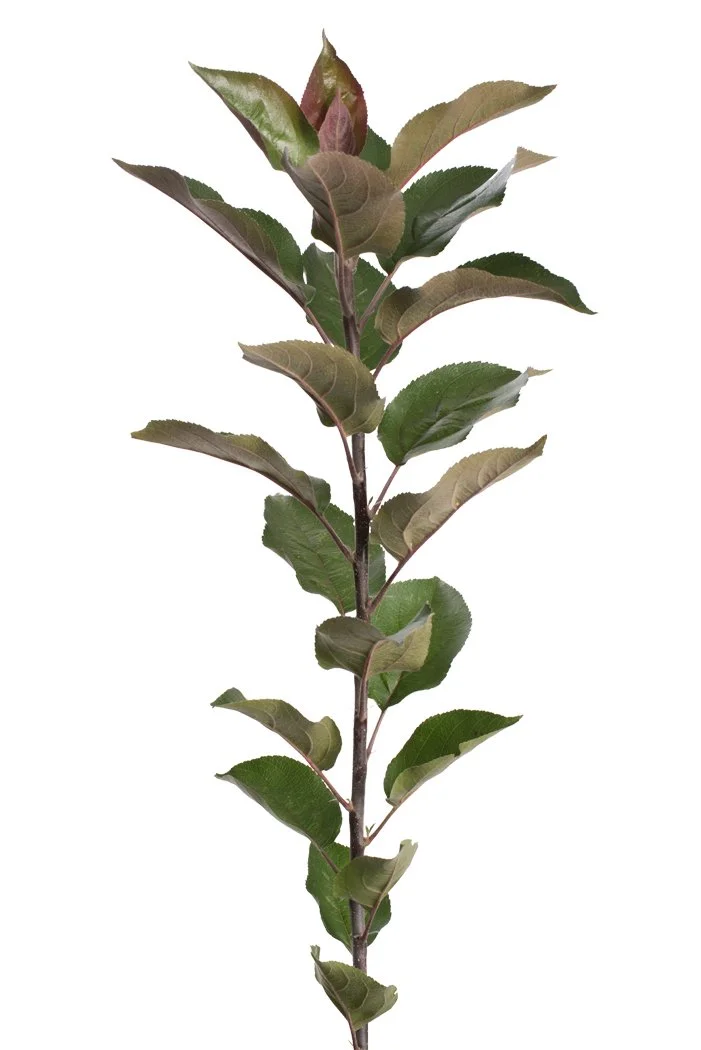 Apple Rootstocks — TRECO®