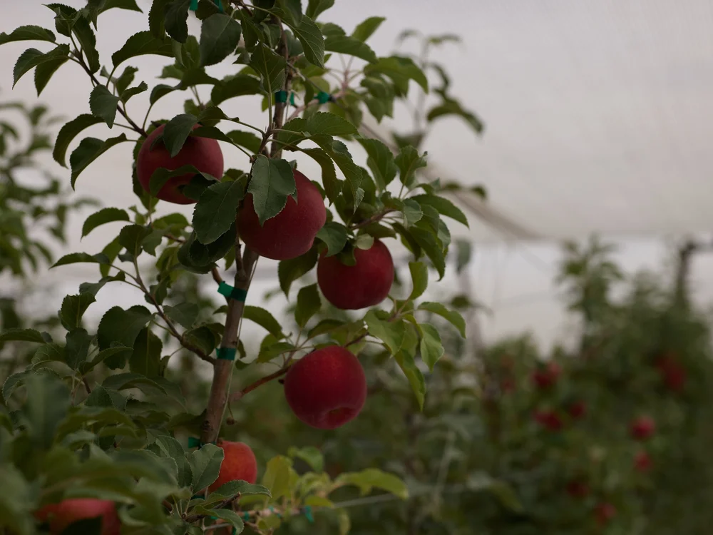Apple, Pear, and Hazelnut Rootstocks — Treco