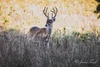 Whitetail Buck — Jared Tuel Photography